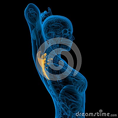 3d Render Medical Illustration Of The Scapula Bone | CartoonDealer.com ...