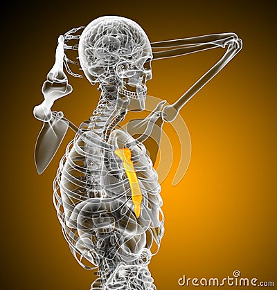 3d Render Medical Illustration Of The Sternum Bone Royalty-Free Cartoon ...