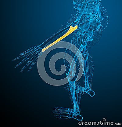 3d Render Medical Illustration Of The Ulna Bone | CartoonDealer.com ...