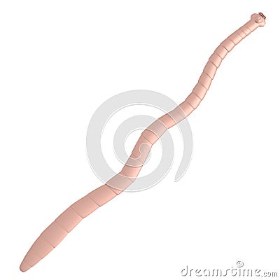 3d Render Of Tapeworm Stock Photo | CartoonDealer.com #40012107