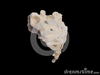 3d Rendered Illustration Of The Sacrum, Illustration Of Human Skeleton ...