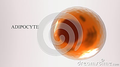 Adipose Cell 3d Model Royalty-Free Illustration | CartoonDealer.com ...