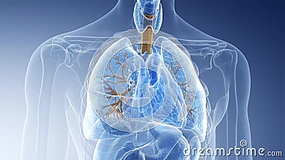 The bronchi stock video. Video of respiratory, health - 140239793