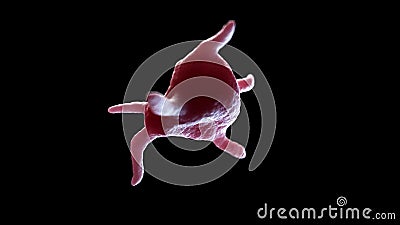 Human platelets stock footage. Video of vascular, science - 140239918