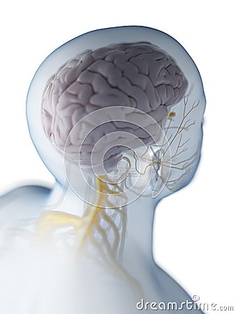 The Brain And Nervous System Royalty-Free Cartoon | CartoonDealer.com ...