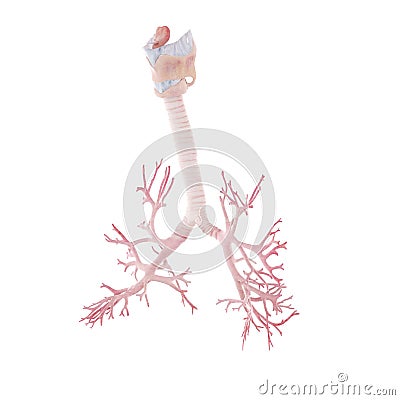 The Bronchi Royalty-Free Illustration | CartoonDealer.com #165082860