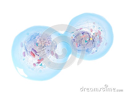 A Dividing Human Cell Stock Illustration | CartoonDealer.com #162295846