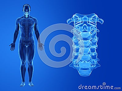 The Human Cervical Spine Royalty-Free Illustration | CartoonDealer.com ...