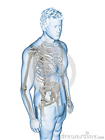 The Human Skeletal System Royalty-Free Cartoon | CartoonDealer.com ...