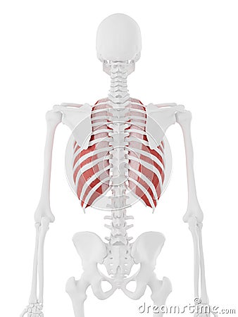 The Inner Intercostals Royalty-Free Illustration | CartoonDealer.com ...