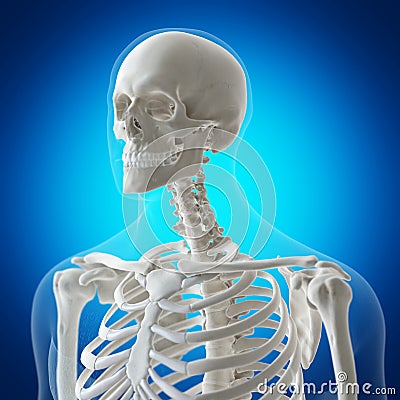 The Skeletal Neck Royalty-Free Illustration | CartoonDealer.com #127846689