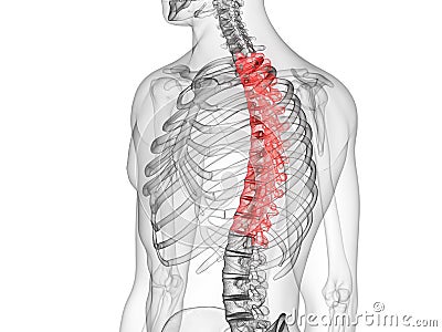 The Thoracic Spine Royalty-Free Illustration | CartoonDealer.com #155226585