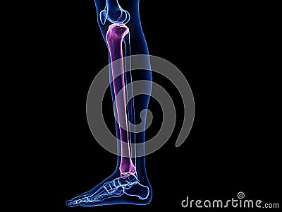 The Tibia Bone Stock Illustration | CartoonDealer.com #155220409