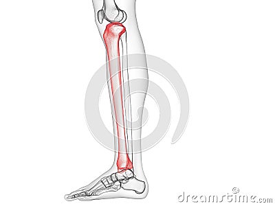 The Tibia Bone Stock Illustration | CartoonDealer.com #155220430