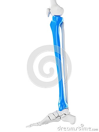 The Tibia Royalty-Free Cartoon | CartoonDealer.com #101266421