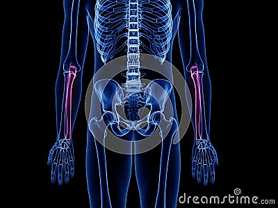 The Ulna Bone Stock Illustration | CartoonDealer.com #155220172
