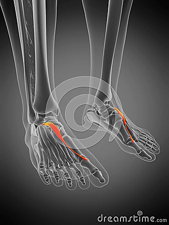 Extensor Hallucis Brevis Royalty-Free Illustration | CartoonDealer.com ...