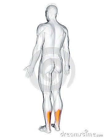 The Achilles Tendon Royalty-Free Illustration | CartoonDealer.com ...