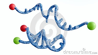 3d Rendering Of Molecular Beacons In Hairpin Shape Stock Photography ...