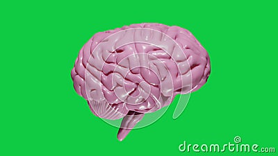 3D Rendering Realistic Brain with Light Pink Tinted on Green Screen ...