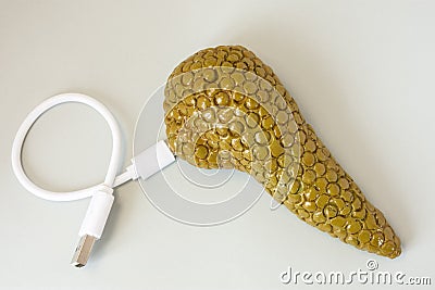 3D Shape Of Pancreas With Connected By Charging Cord, Cable Or For ...