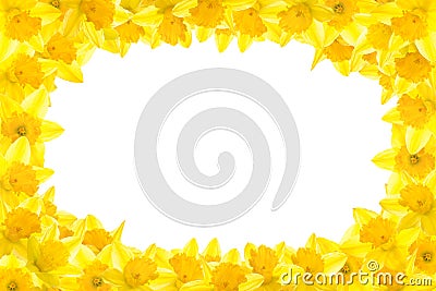 Daffodil Border Royalty Free Stock Image - Image: 8023796