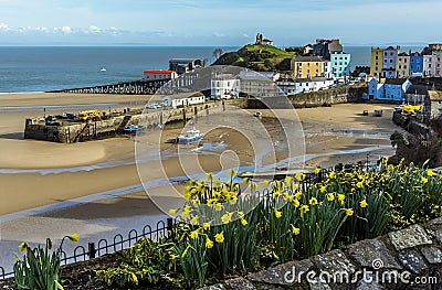 Daffodils In Bloom In Front Of The View Of Tenby Harbour, Wales At Low ...