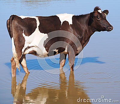 Dairy Cow At The Dam Royalty-Free Stock Photo | CartoonDealer.com #34408359