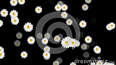 Daisy Flower Animation stock video. Video of white, daisy - 38814237