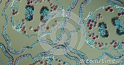 A Daisy Flower in Cross Section Stock Video - Video of daisy, flowers ...