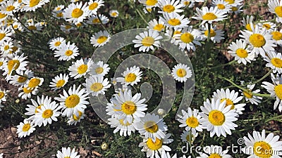 Daisy Flower Field in a Windy Day Stock Footage - Video of daisy ...