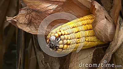 Damaged corn cob. stock footage. Video of crop, green - 218274366