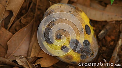 Damaged Mango in the Garden Stock Footage - Video of mango ...
