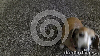 Dancing Miniature Dachshund Stock Video - Video of copy, small: 190370537