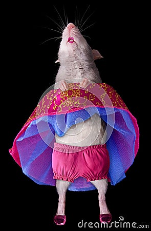 Dancing Rat Stock Image - Image: 10102721