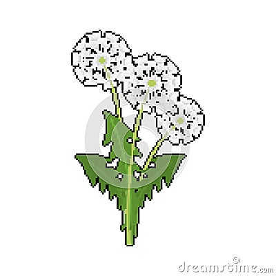 Dandelion Pixel Art. 8 Bit Blowball Flower Vector Illustration ...