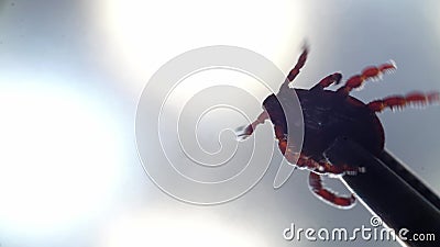 Dangerous Tick Under the Microscope Moves Its Paws in Macro Footage ...