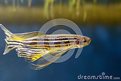 Danio Rerio Royalty Free Stock Photos - Image: 18971378