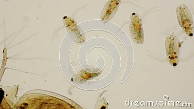 Daphnia Juveniles or Common Water Fleas Under the Microscope in 4k ...