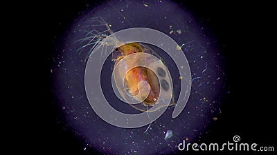 Daphnia Magna, Cladocera, Small Planktonic Crustacean Under the ...