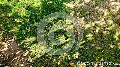 Dappled tree shadows stock footage. Video of grass, footage - 122998948