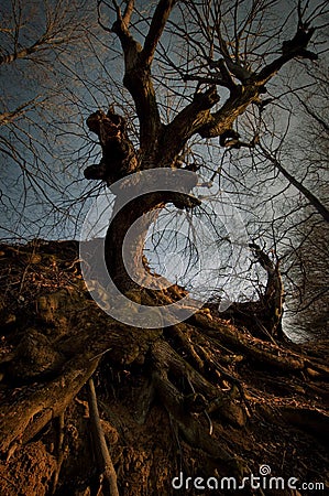 Dark Creepy Tree With Big Roots At Sunset Stock Photography - Image ...