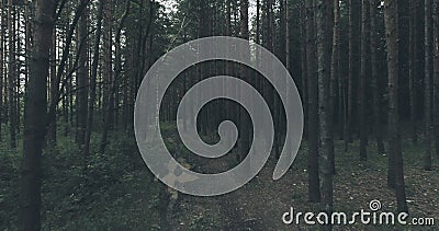 Dark Forest Cinematic stock footage. Video of scenery - 93702182