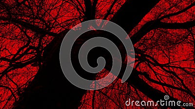 Twisted Old Tree Dark Against Red Sky Stock Video - Video of scary ...