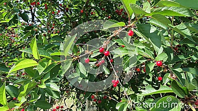 Dark Red Cherry Hanging on a Tree Stock Video - Video of tree, leavs ...