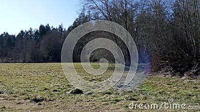 Dark Treeline Behind Tall Grass Stock Video - Video of beautiful, rural ...