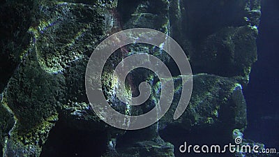 Dark Underwater Rock Formation Stock Video - Video of gravel, formation ...