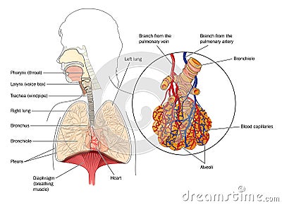 Das Atmungssystem Vektor Abbildung - Bild: 74058954