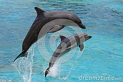 Das Delphin-Springen Lizenzfreie Stockbilder - Bild: 7640369
