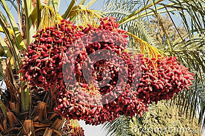 Dates Harvest. Royalty Free Stock Photos - Image: 21276078